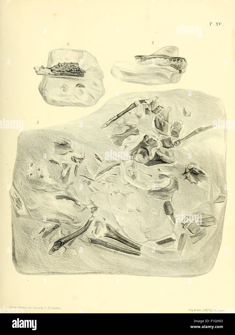 *A Monograph on the Fossil Reptilia of the Cretaceous Formations ...