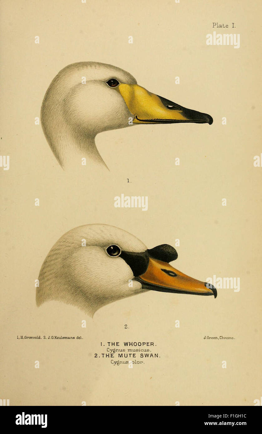 *The Indian Ducks and Their Allies* is a vintage work featuring ...
