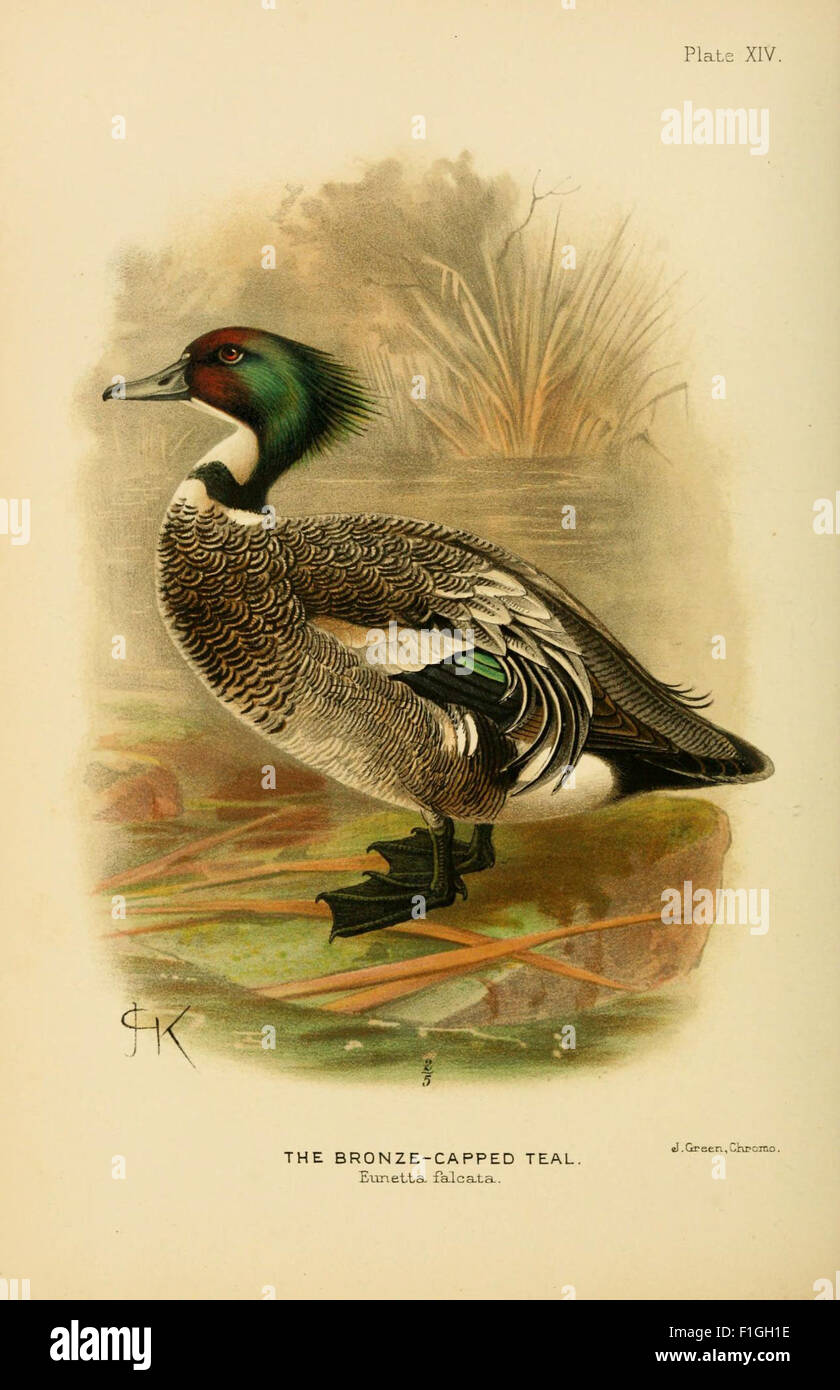 'The Indian Ducks and Their Allies' provides a detailed study of duck ...