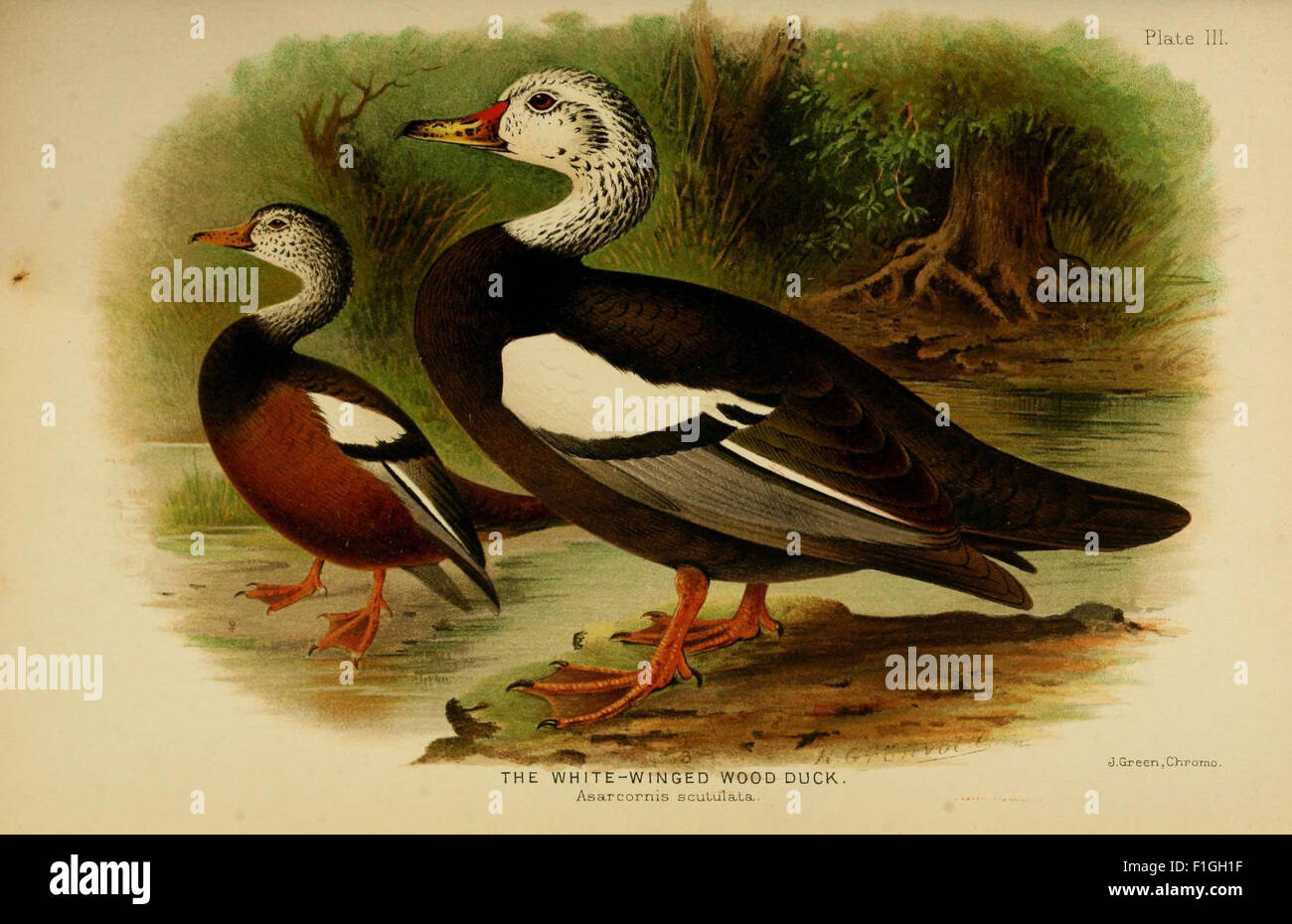 This work focuses on the various species of ducks and related waterfowl ...