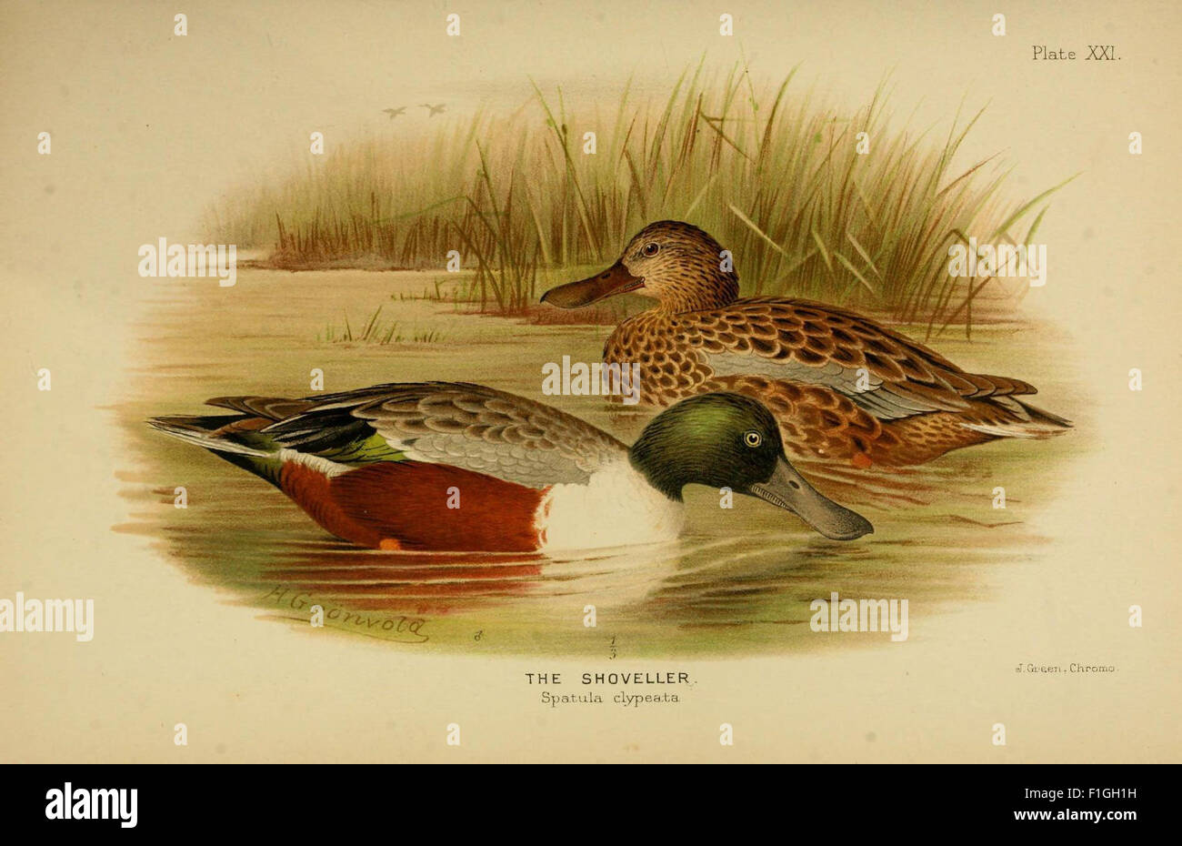 An illustration from 'The Indian Ducks and Their Allies,' detailing the ...