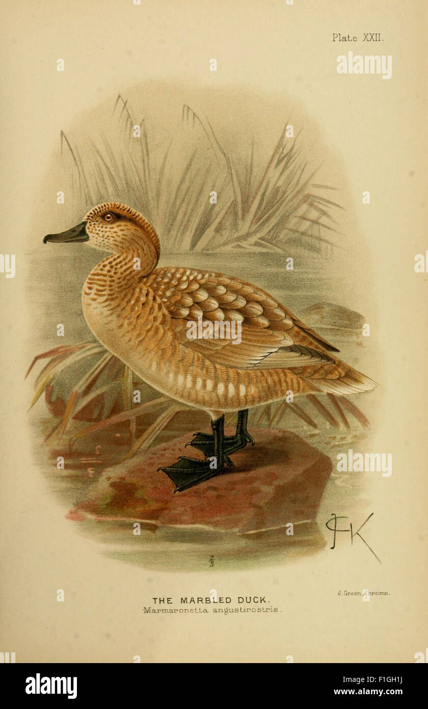 India ducks pictorial hi-res stock photography and images - Alamy