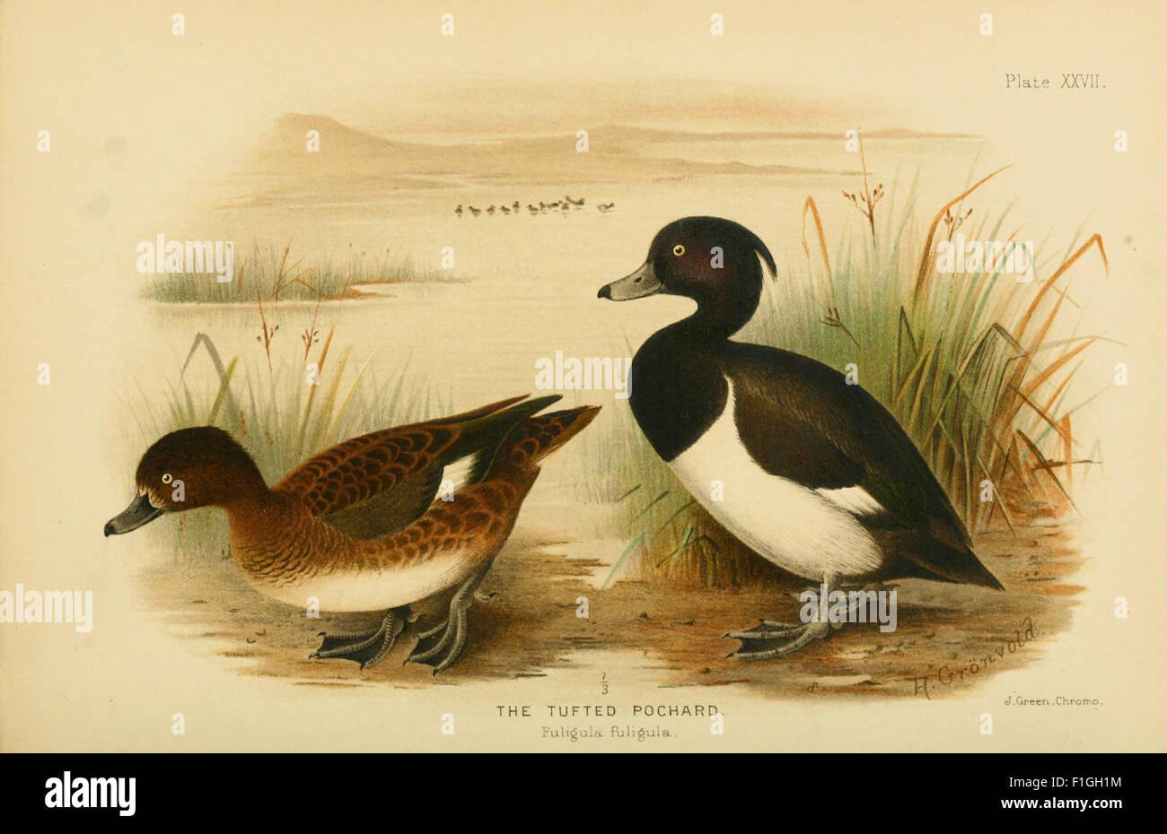 'The Indian Ducks and Their Allies' explores the diversity of duck ...