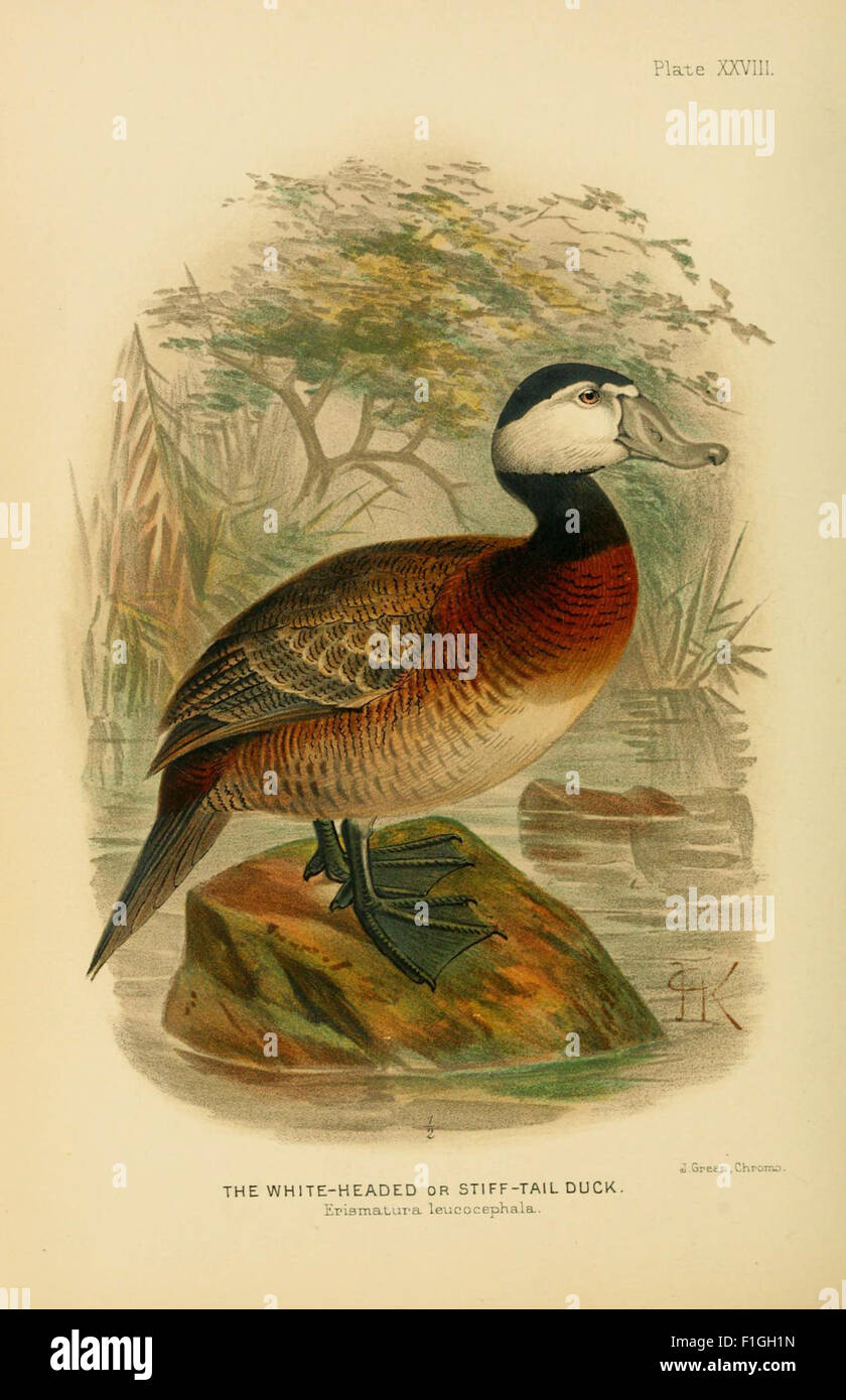 India ducks pictorial hi-res stock photography and images - Alamy
