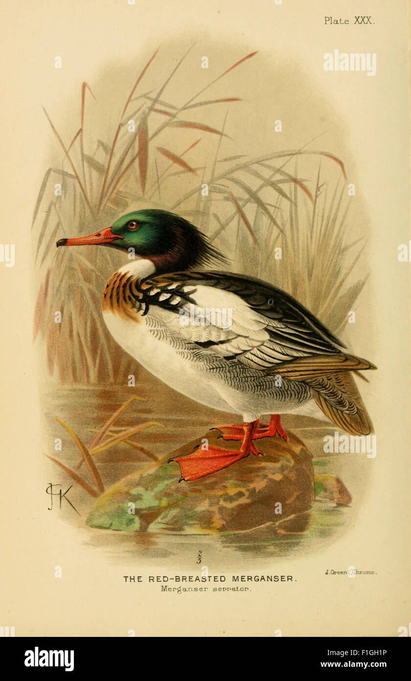 *The Indian Ducks and Their Allies* is a study of the various species ...