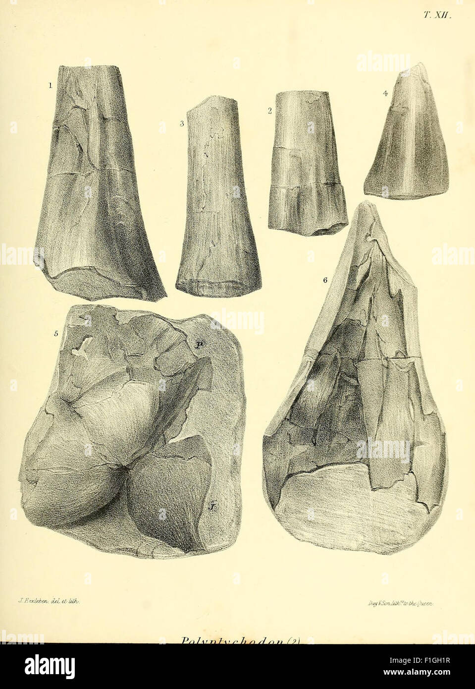 A monograph on the fossil Reptilia of the Cretaceous formations Stock ...