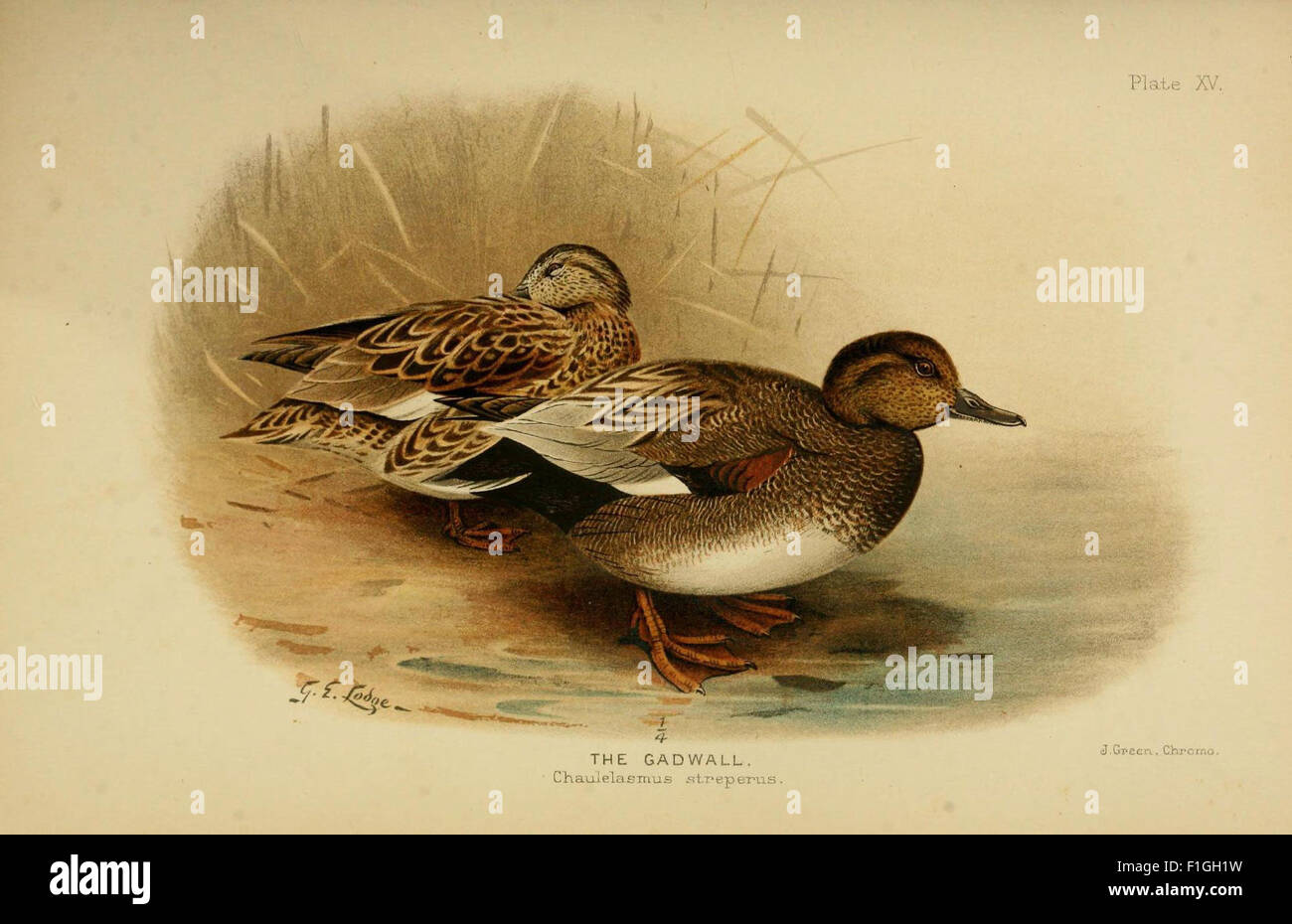 'The Indian Ducks and Their Allies' provides illustrations and ...