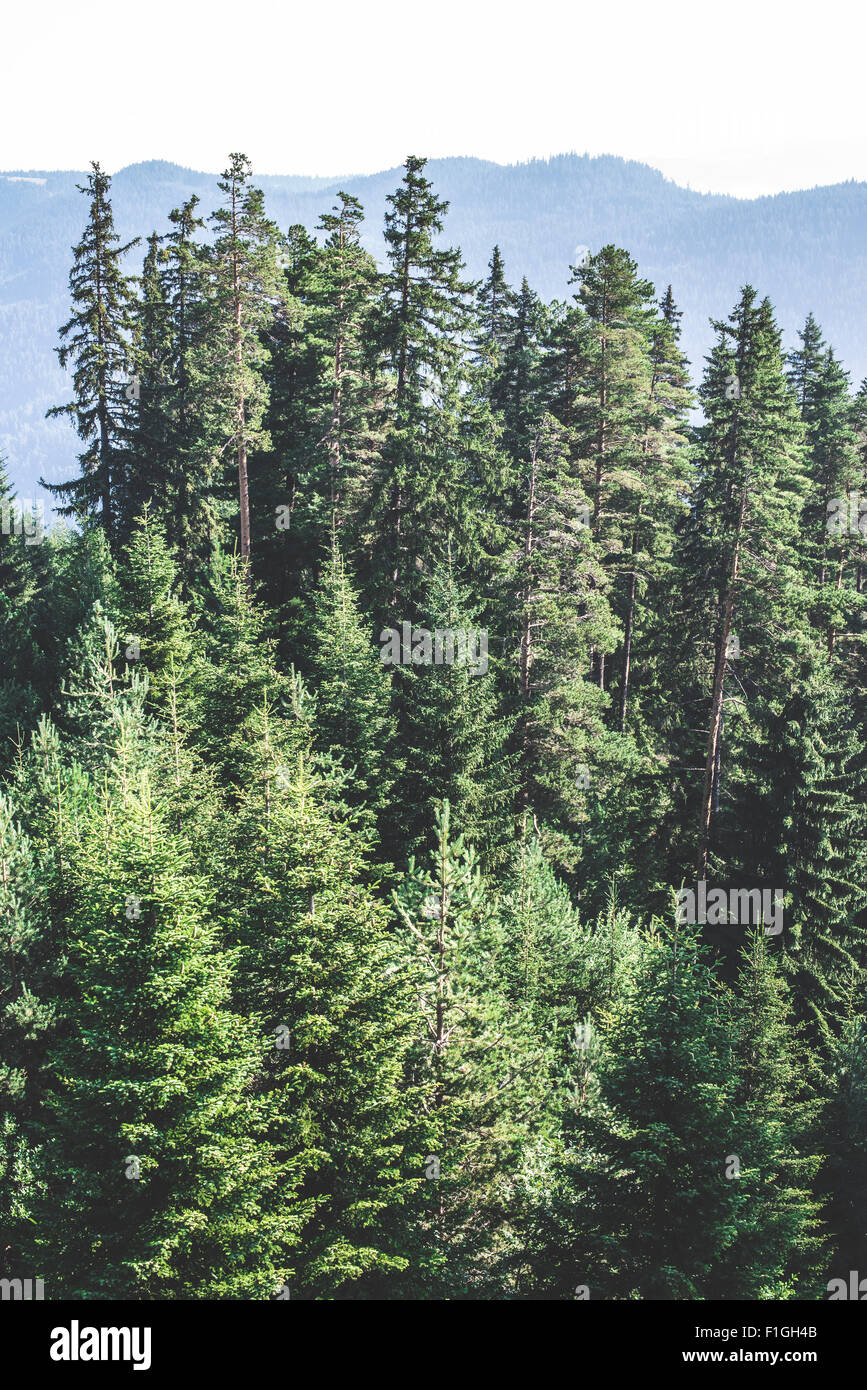 Green fir forest landscape Stock Photo - Alamy