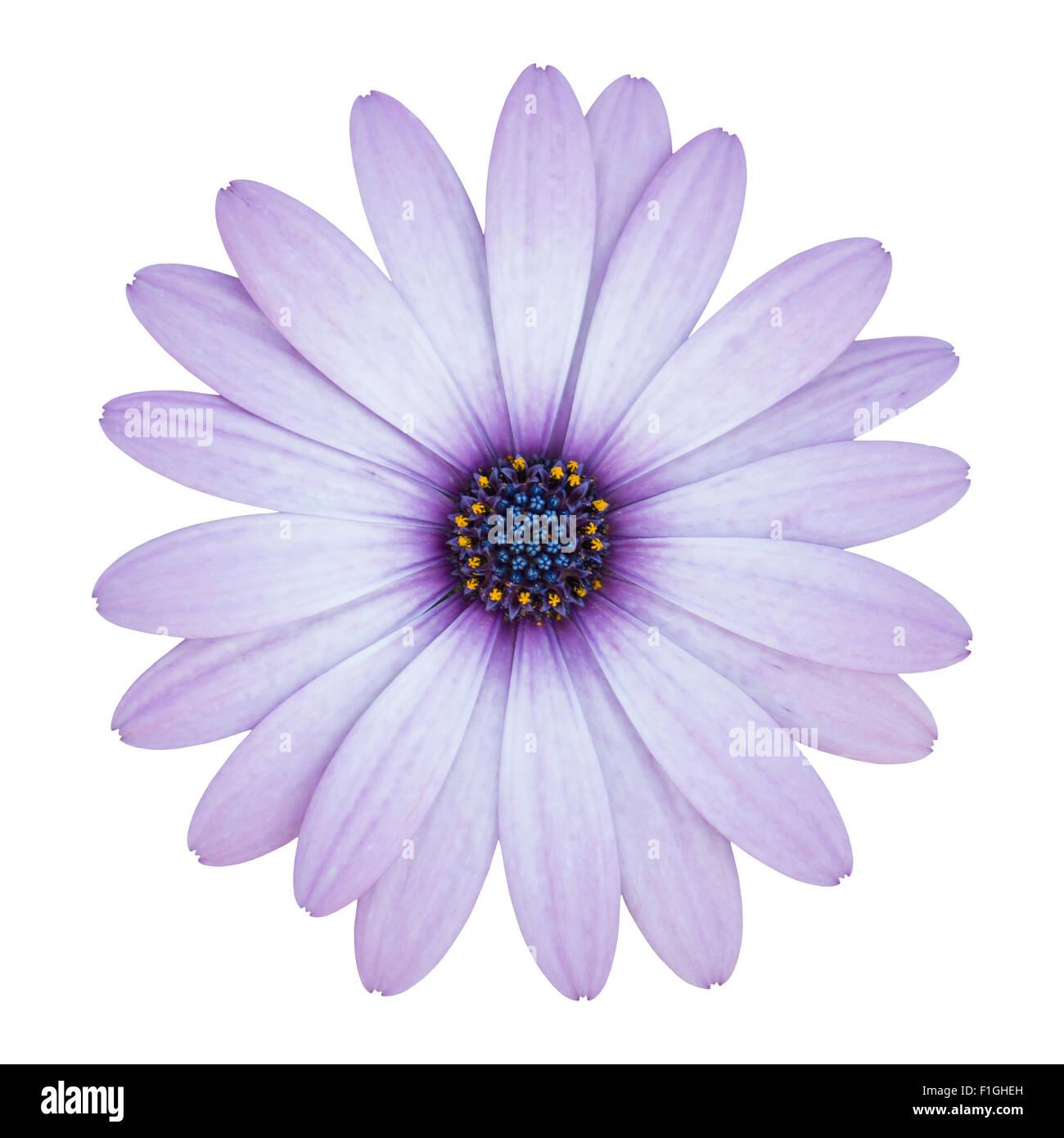 Purple daisy flower blue hi-res stock photography and images - Alamy