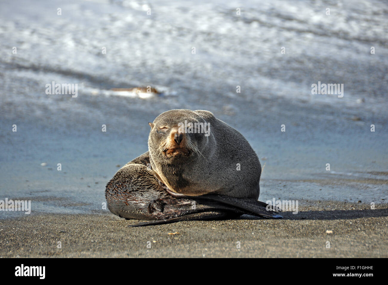 Seal lying on a beach with grumpy facial expression Stock Photo - Alamy
