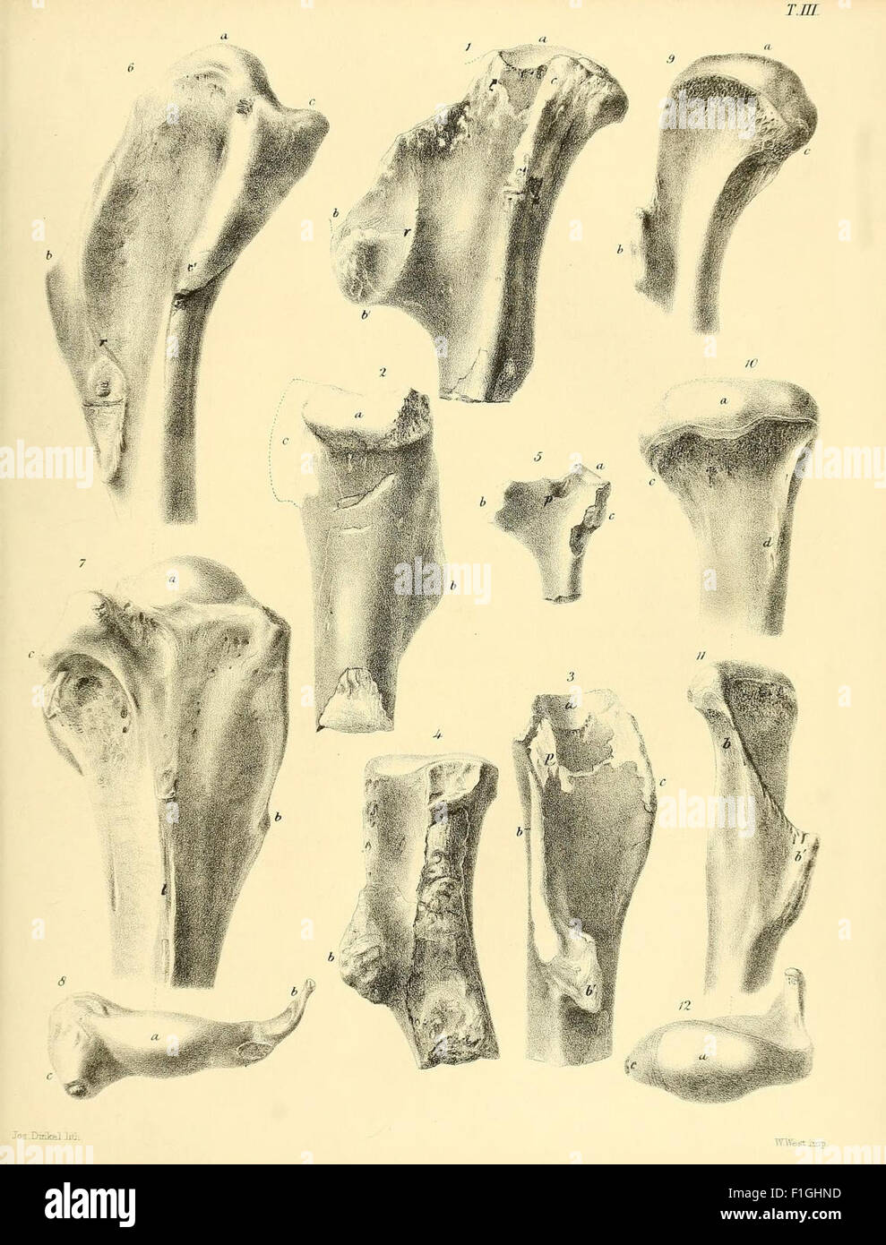This monograph focuses on the fossil reptiles from the Cretaceous ...