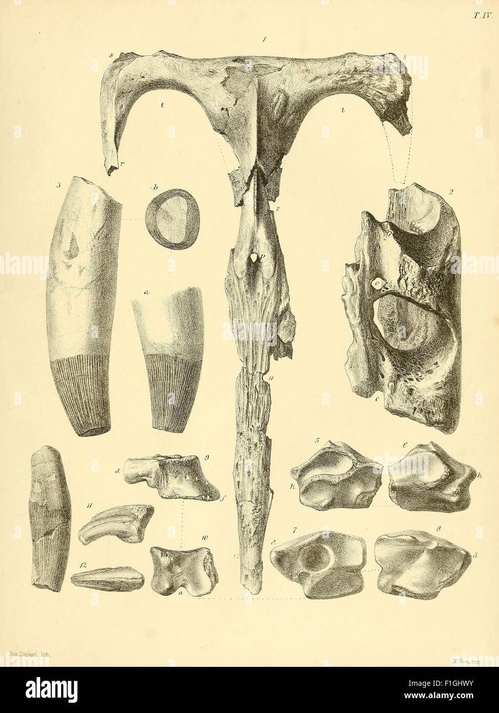 This monograph on fossil reptiles from the Cretaceous period provides ...