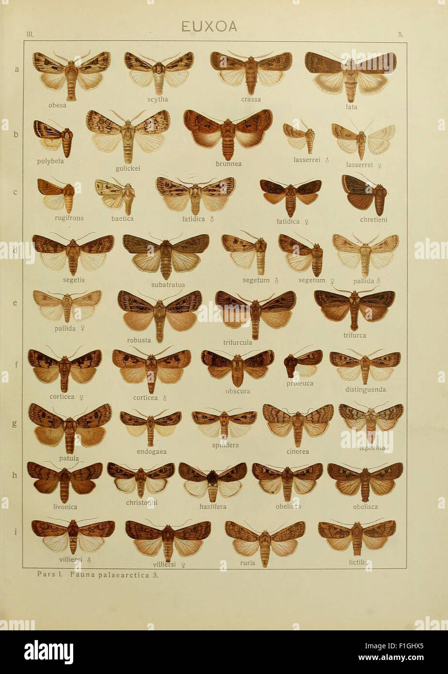 This plate from 'The Macrolepidoptera of the World' features detailed ...