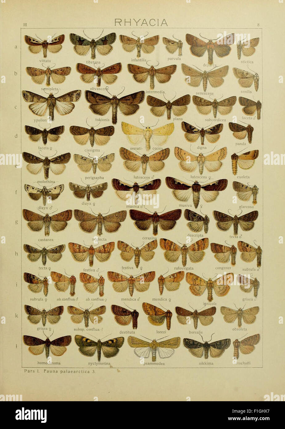 This plate from 'The Macrolepidoptera of the World' illustrates a ...