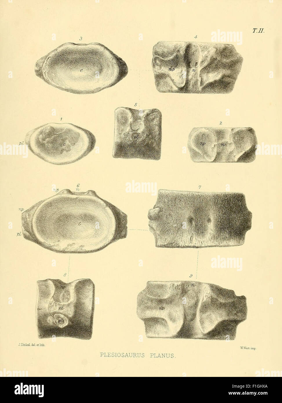 This monograph explores the fossil reptiles from the Cretaceous period ...