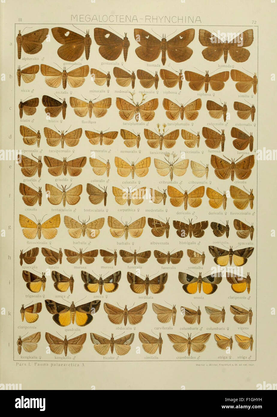 This work focuses on the classification and illustration of large ...