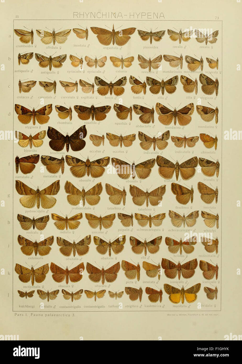 'The Macrolepidoptera of the World' focuses on large-scale butterflies ...