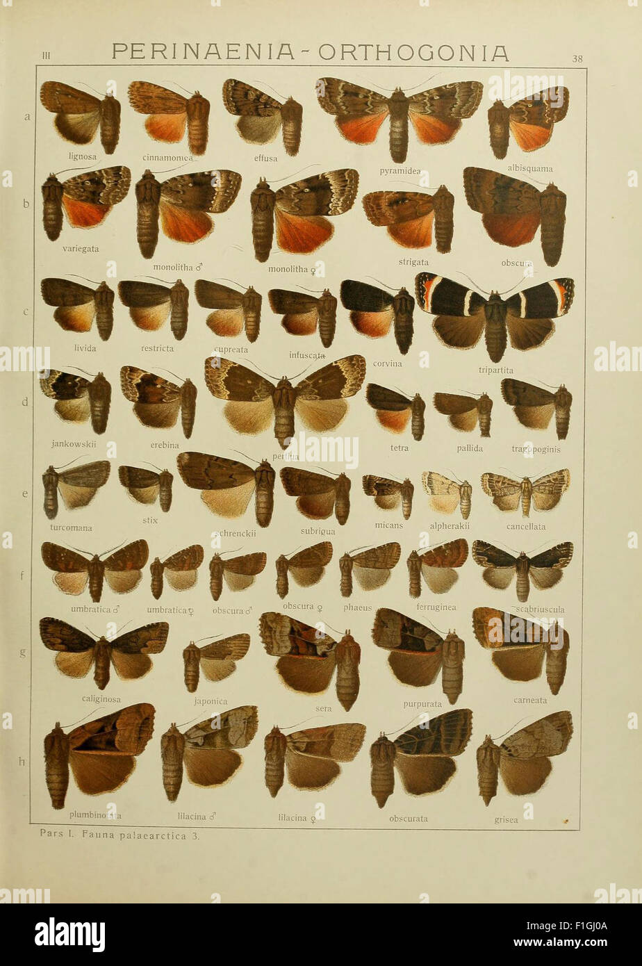 'The Macrolepidoptera of the World' features detailed illustrations of ...