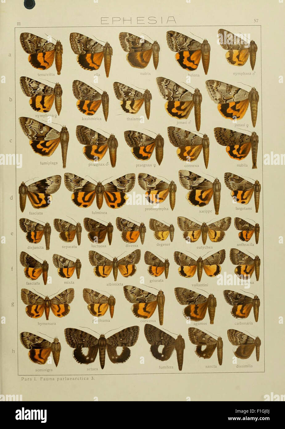 Plate 53 from 'The Macrolepidoptera of the World' features detailed ...