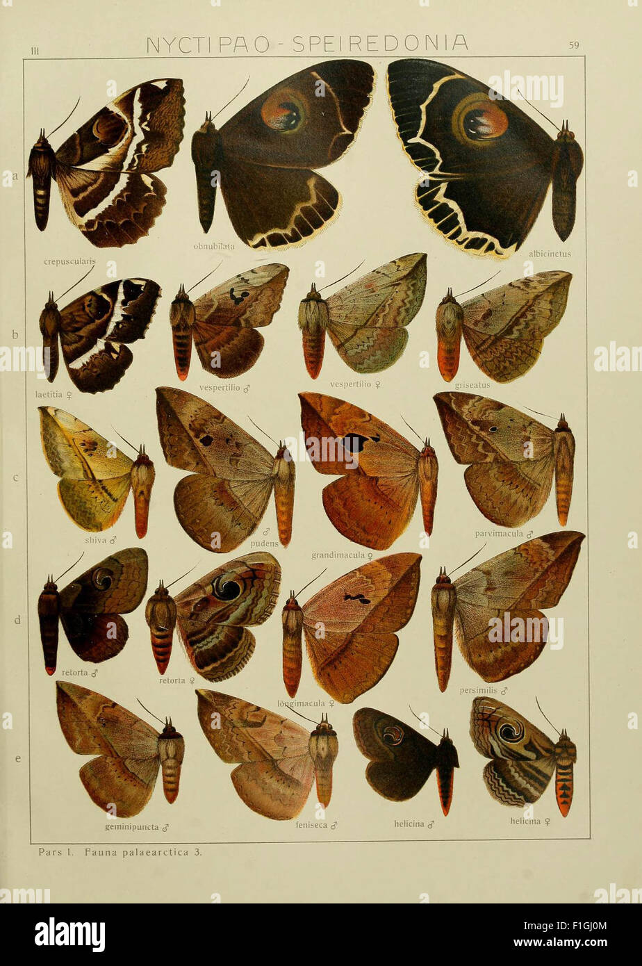 An illustration from 'The Macrolepidoptera of the World' showing a ...