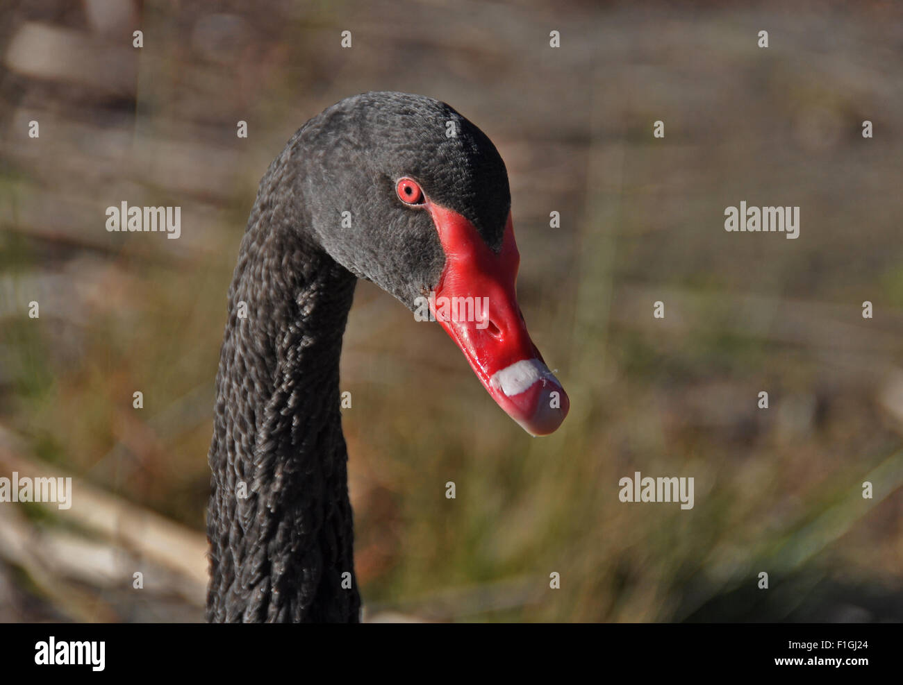 Swan face hi-res stock photography and images - Alamy