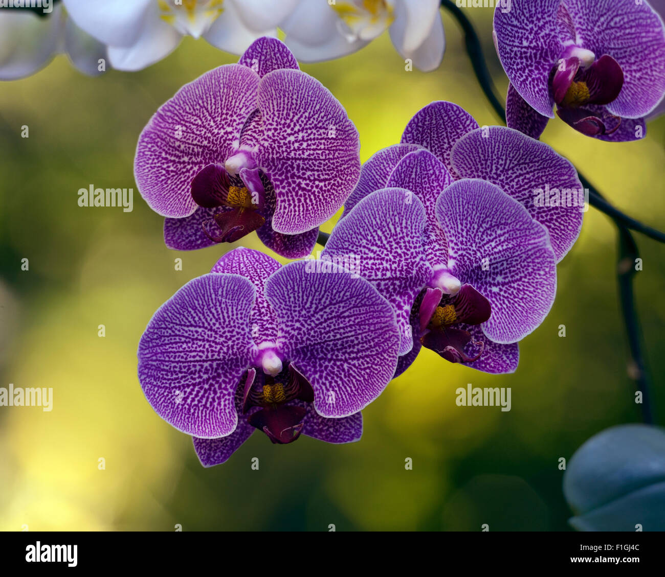 Branch of orchids hi-res stock photography and images - Alamy