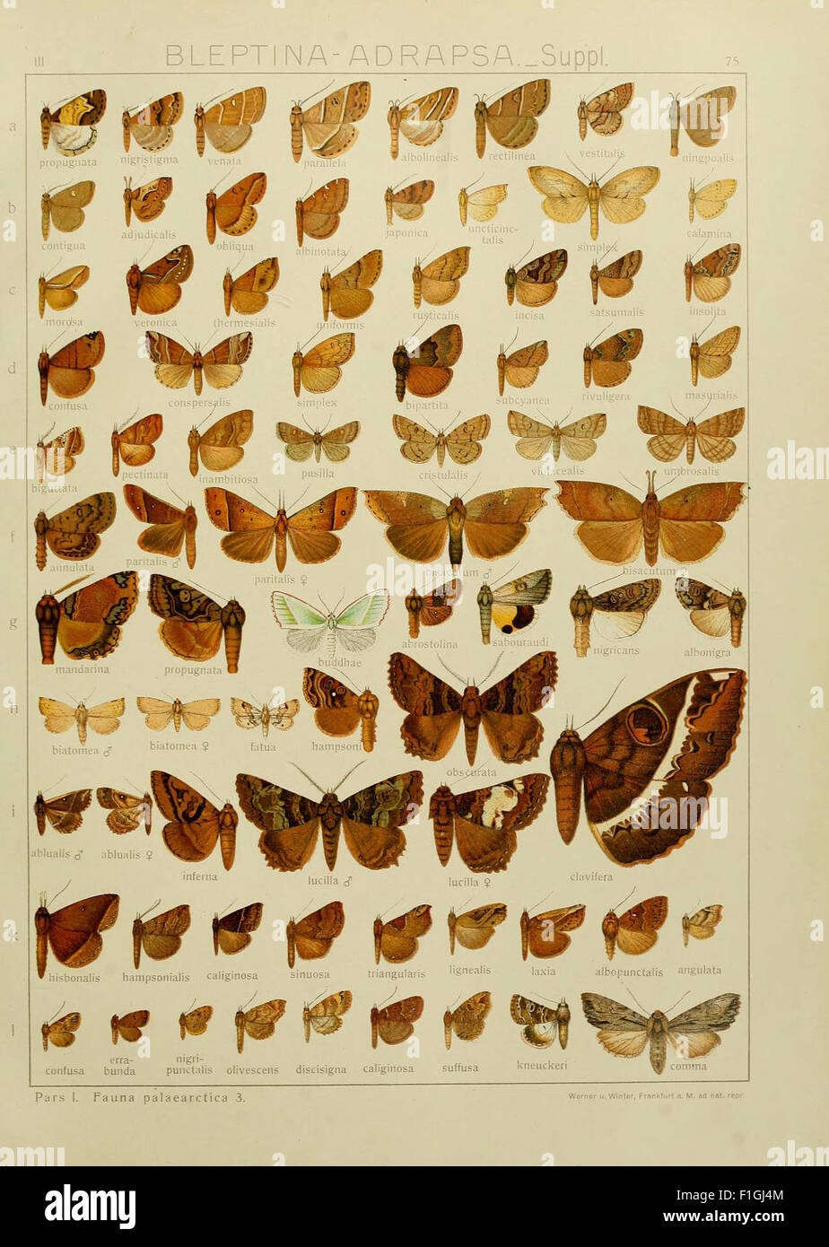 'The Macrolepidoptera of the World' is a comprehensive work focused on ...