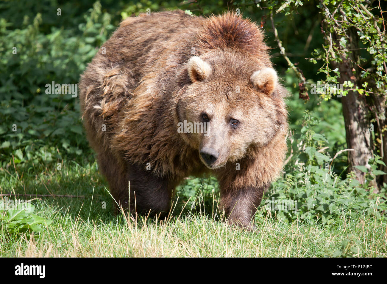 A Eurasian Brown Bear in the woods Stock Photo - Alamy
