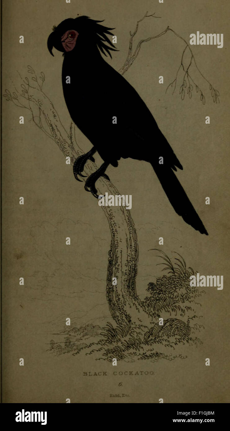 'The Miscellany of Natural History' includes Audubon’s studies of North ...