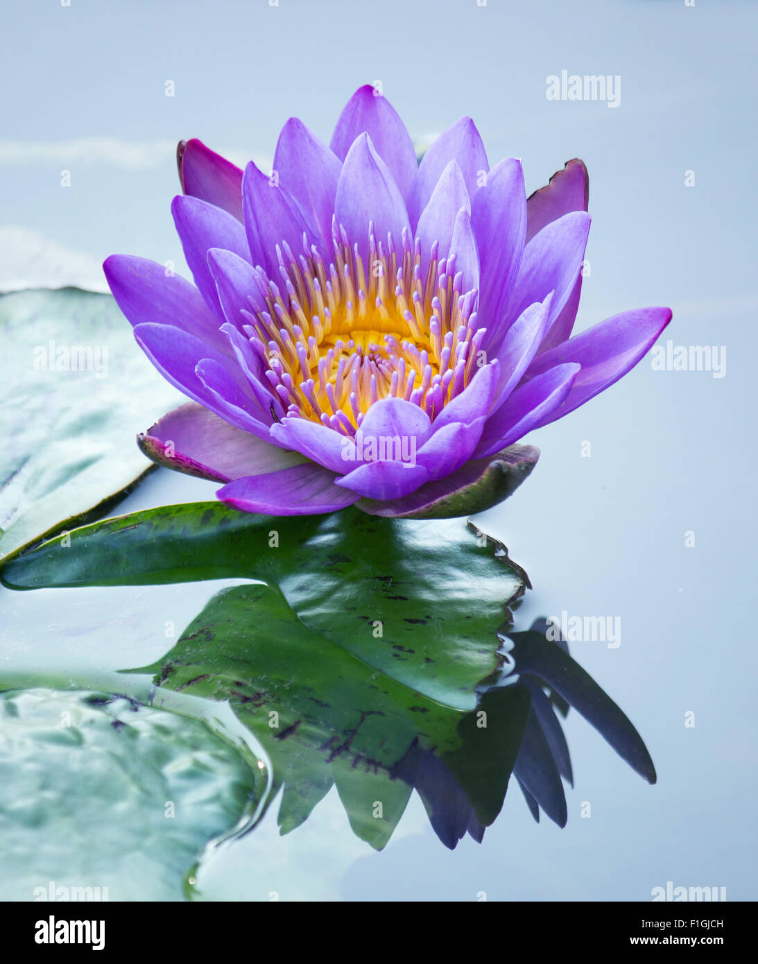 blue lotus flower Stock Photo - Alamy