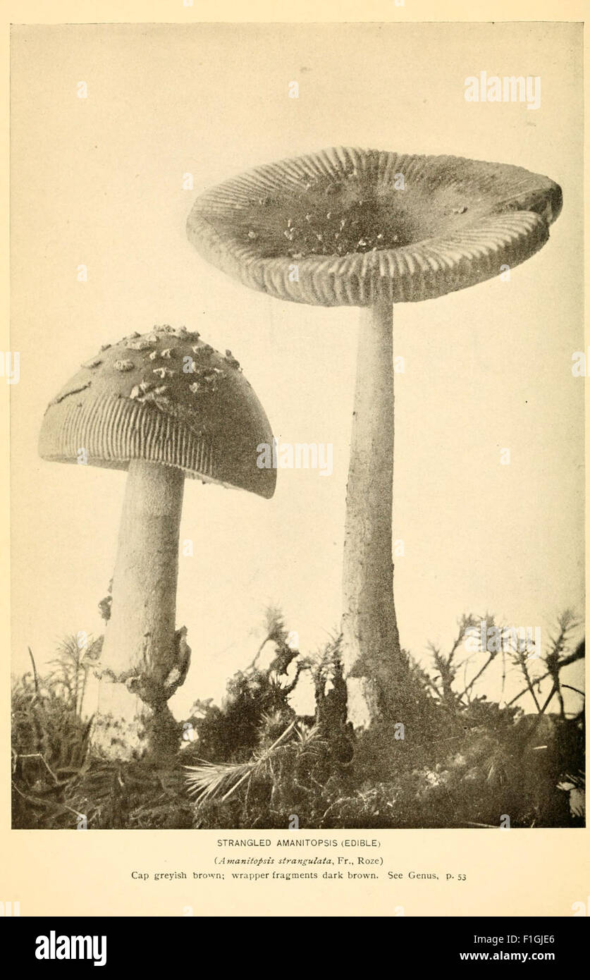 *The Mushroom Book* is a comprehensive guide to mushrooms, focusing on ...