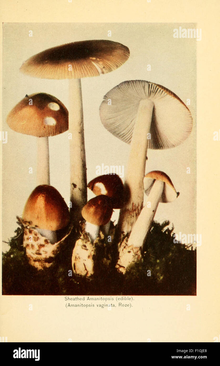 'The Mushroom Book' provides an in-depth guide to edible mushrooms ...