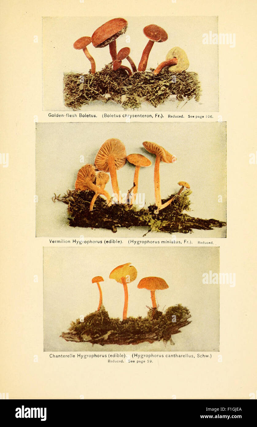 'The Mushroom Book' offers detailed information about the ...