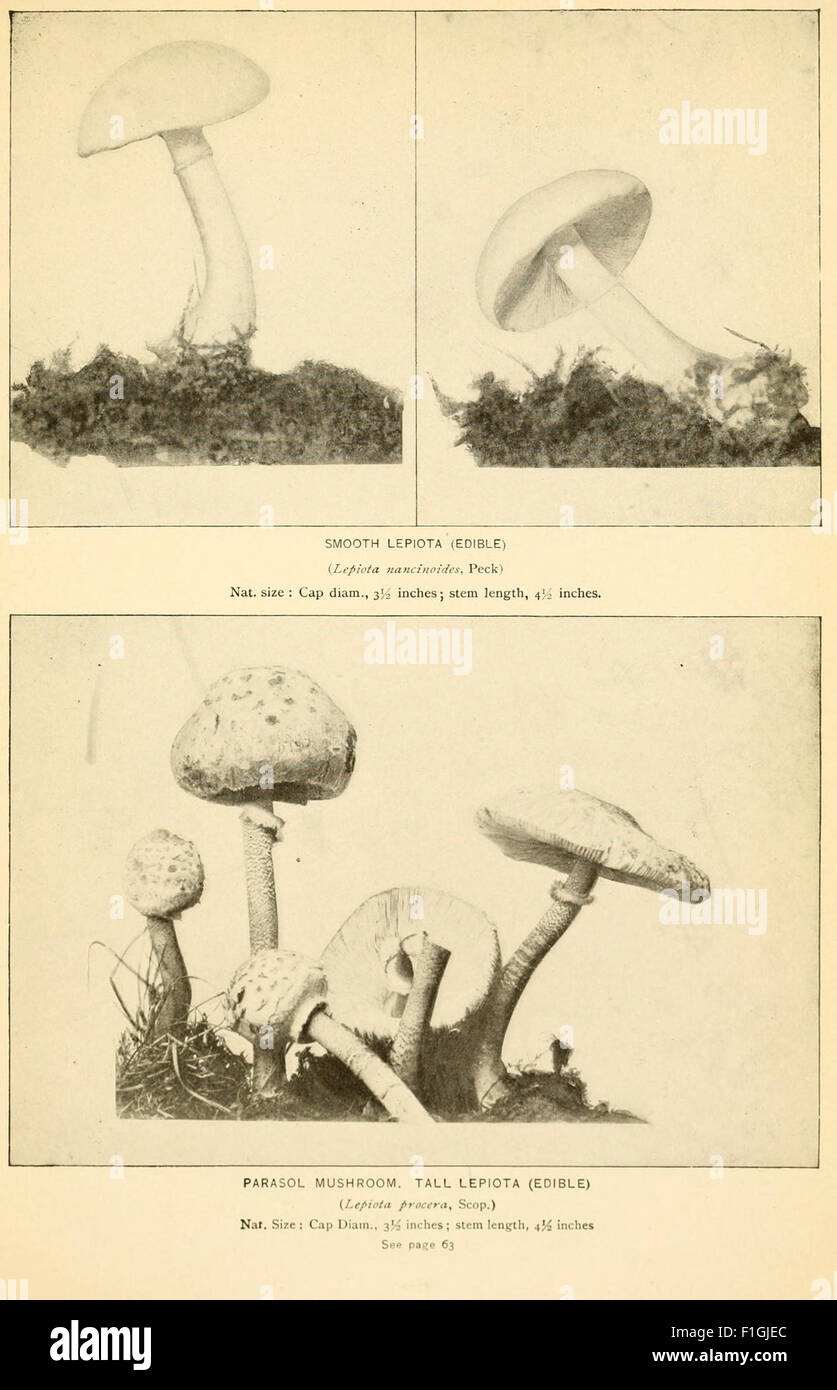 *The Mushroom Book* provides comprehensive information on edible ...