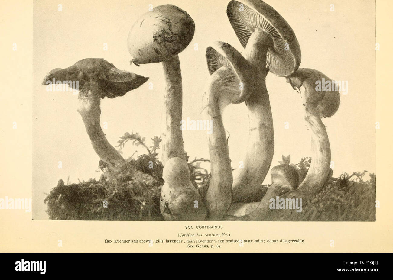 A vintage illustration and map from *The Mushroom Book*, documenting ...