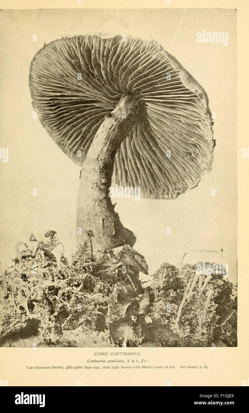 'The Mushroom Book' provides an extensive guide to edible fungi ...