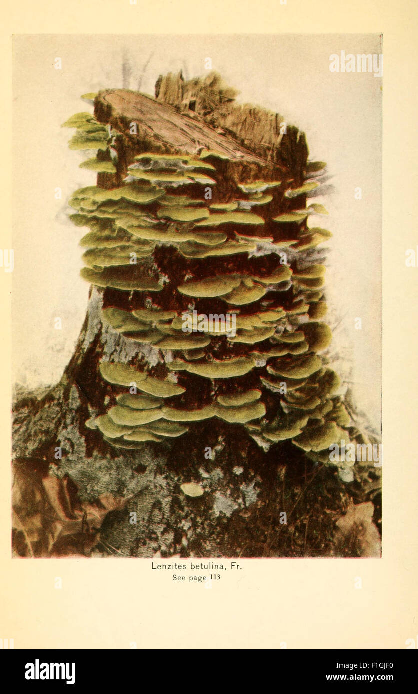 'The Mushroom Book' provides detailed illustrations and descriptions of ...