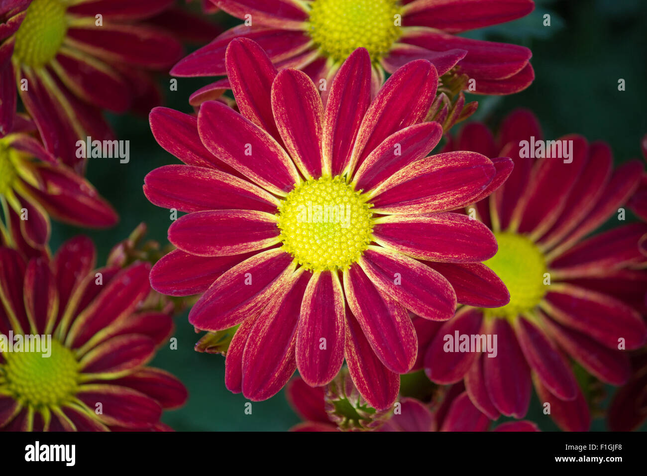 red osteospermum daisy flower Stock Photo - Alamy