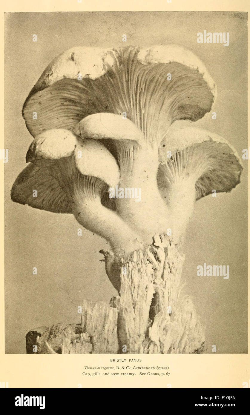 *The Mushroom Book* offers a detailed guide to identifying edible ...