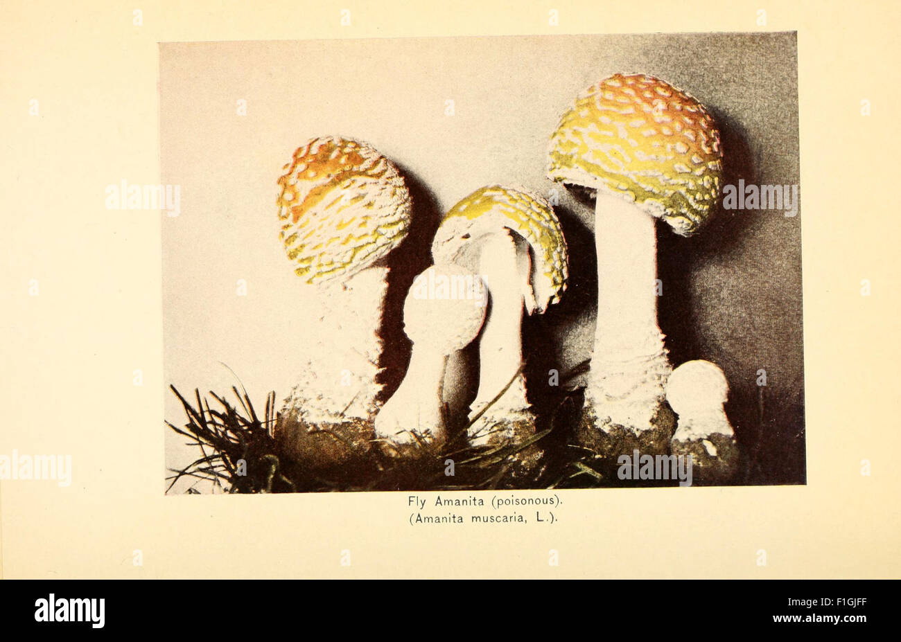 *The Mushroom Book* provides detailed guidance on the identification ...