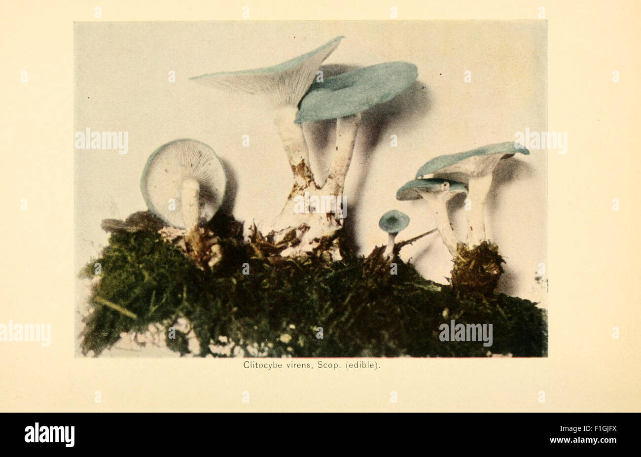 'The Mushroom Book' provides detailed information on edible mushrooms ...