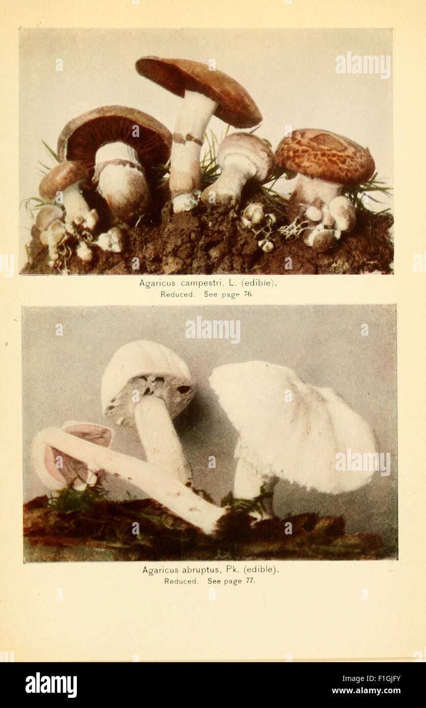 *The Mushroom Book* is a comprehensive guide on the identification and ...