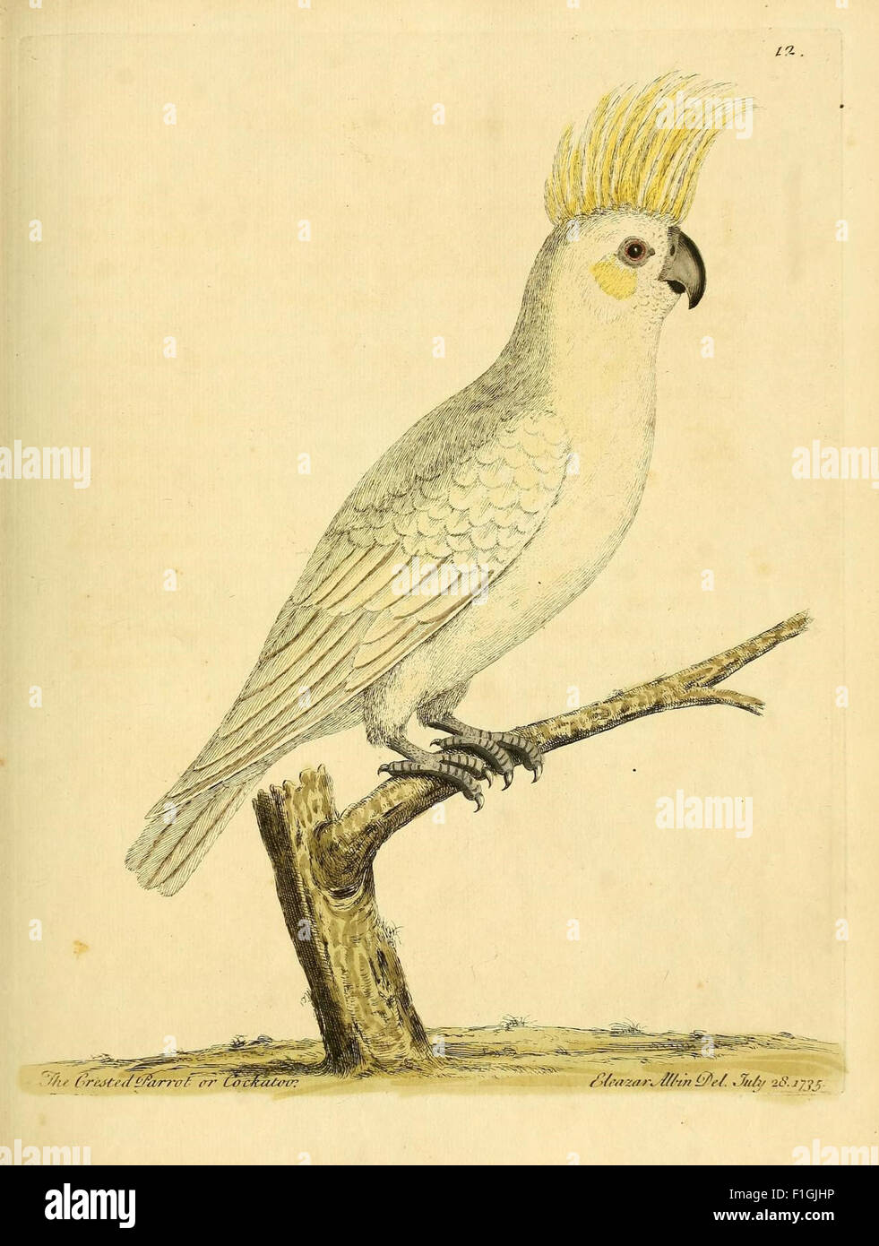 This vintage book offers a comprehensive study of birds, covering their ...