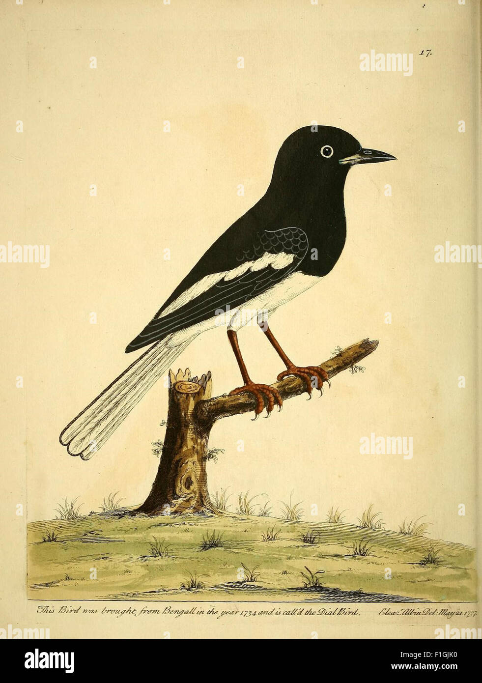*A Natural History of Birds* explores the diverse avian species, their ...