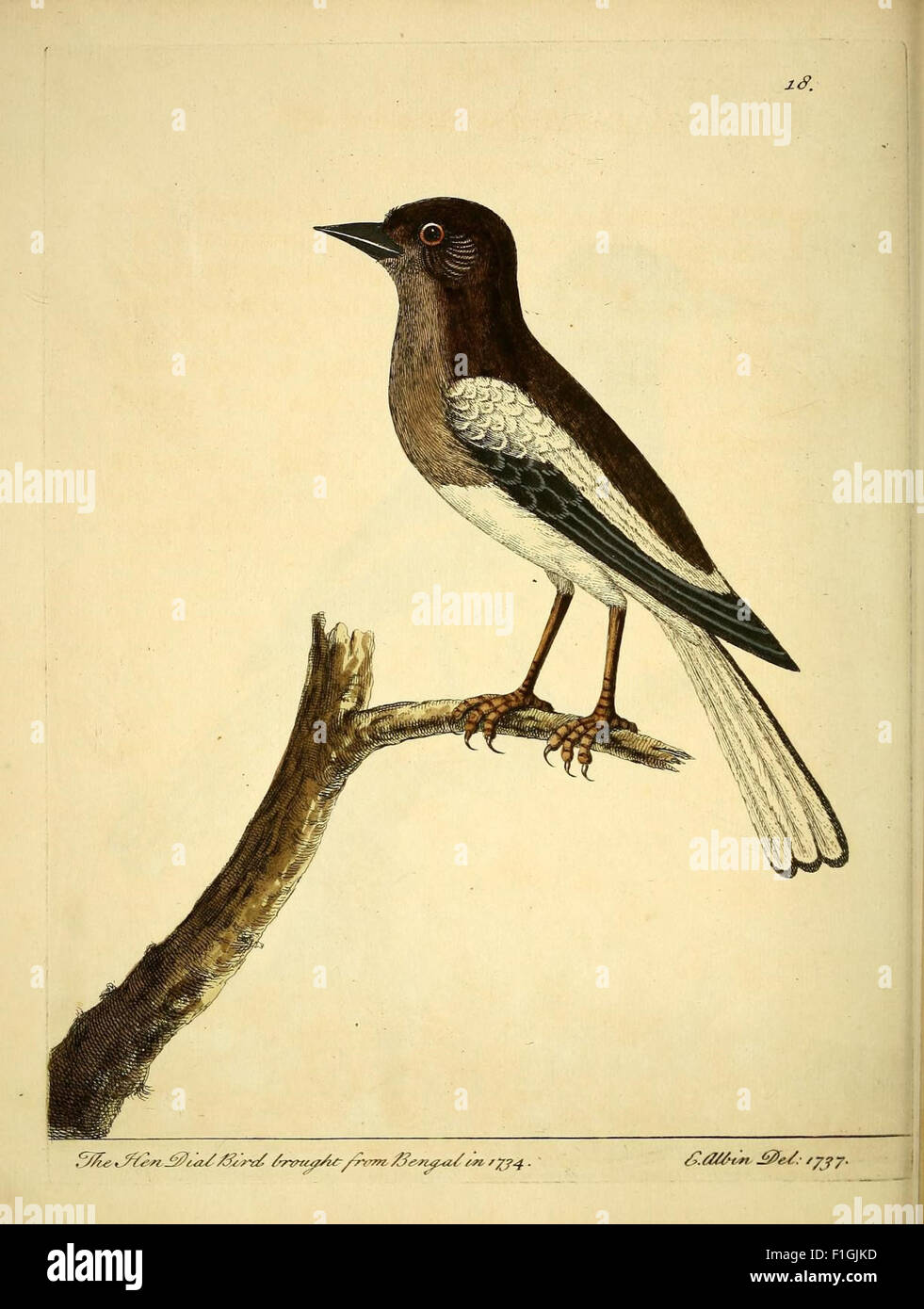 A natural history of birds Stock Photo - Alamy