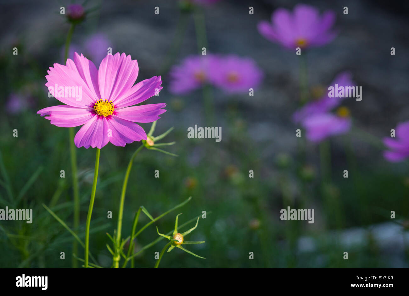 Cosmos daisy hi-res stock photography and images - Alamy