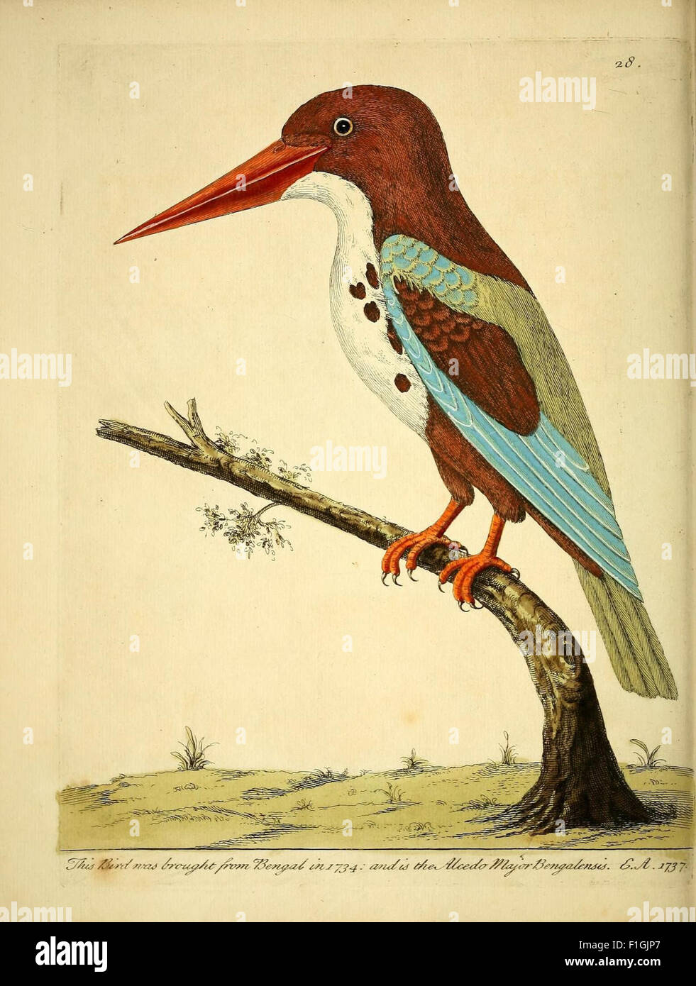 This 18th-century work provides a comprehensive natural history of ...