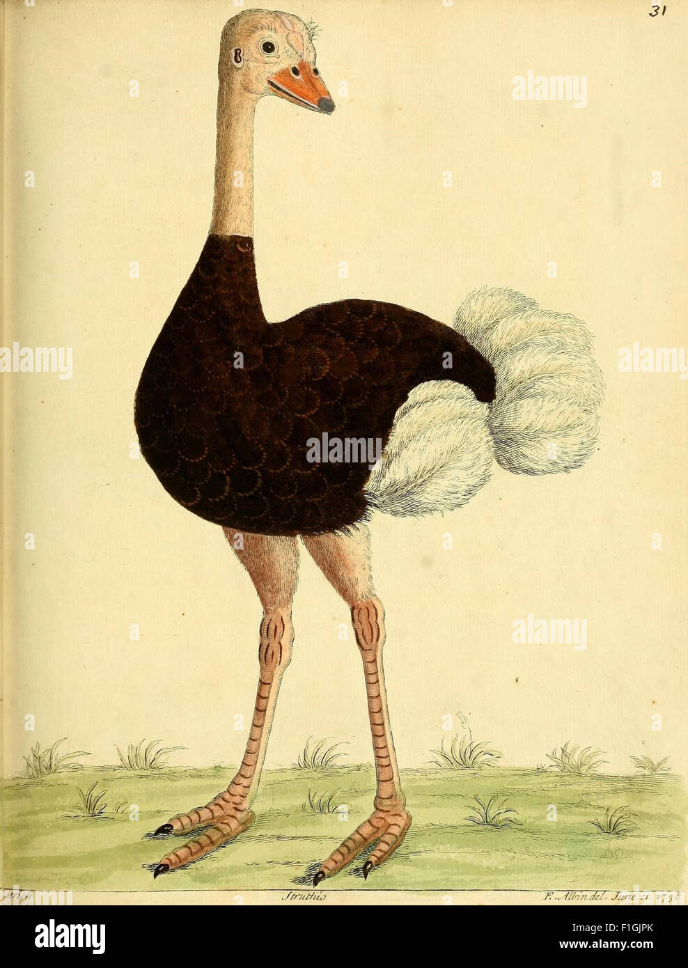 'A Natural History of Birds' is a comprehensive study of bird species ...