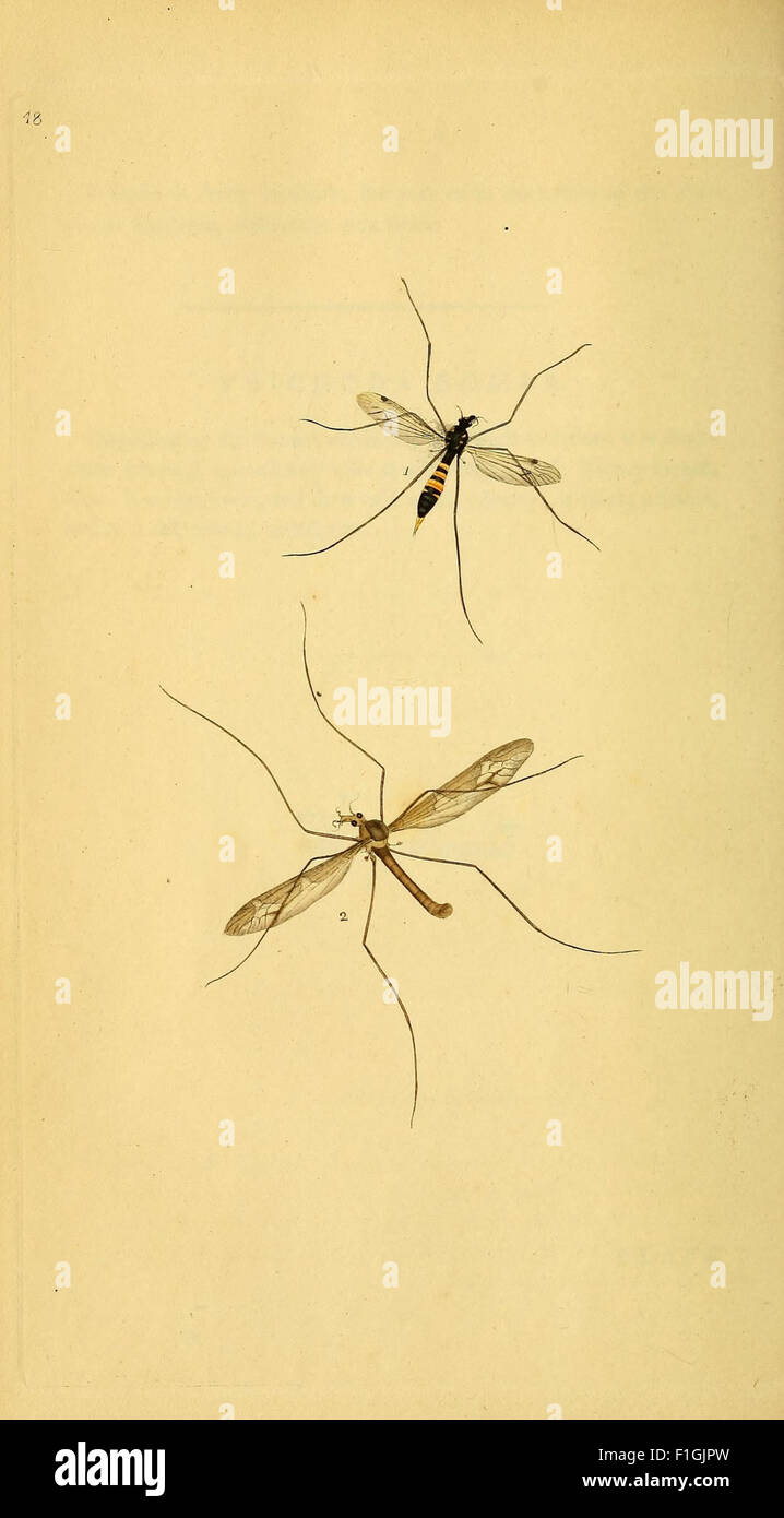 The natural history of British insects Stock Photo - Alamy