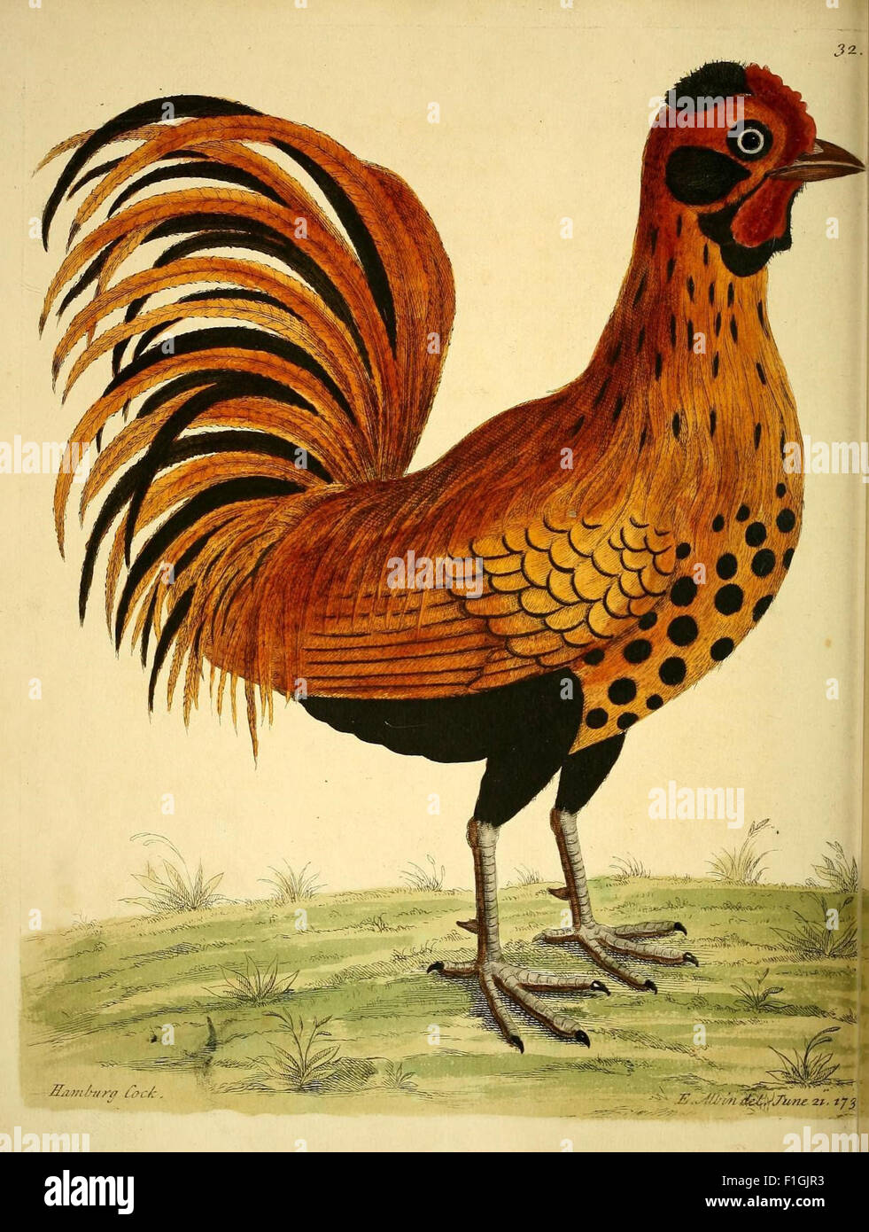 'A Natural History of Birds' provides an in-depth exploration of bird ...